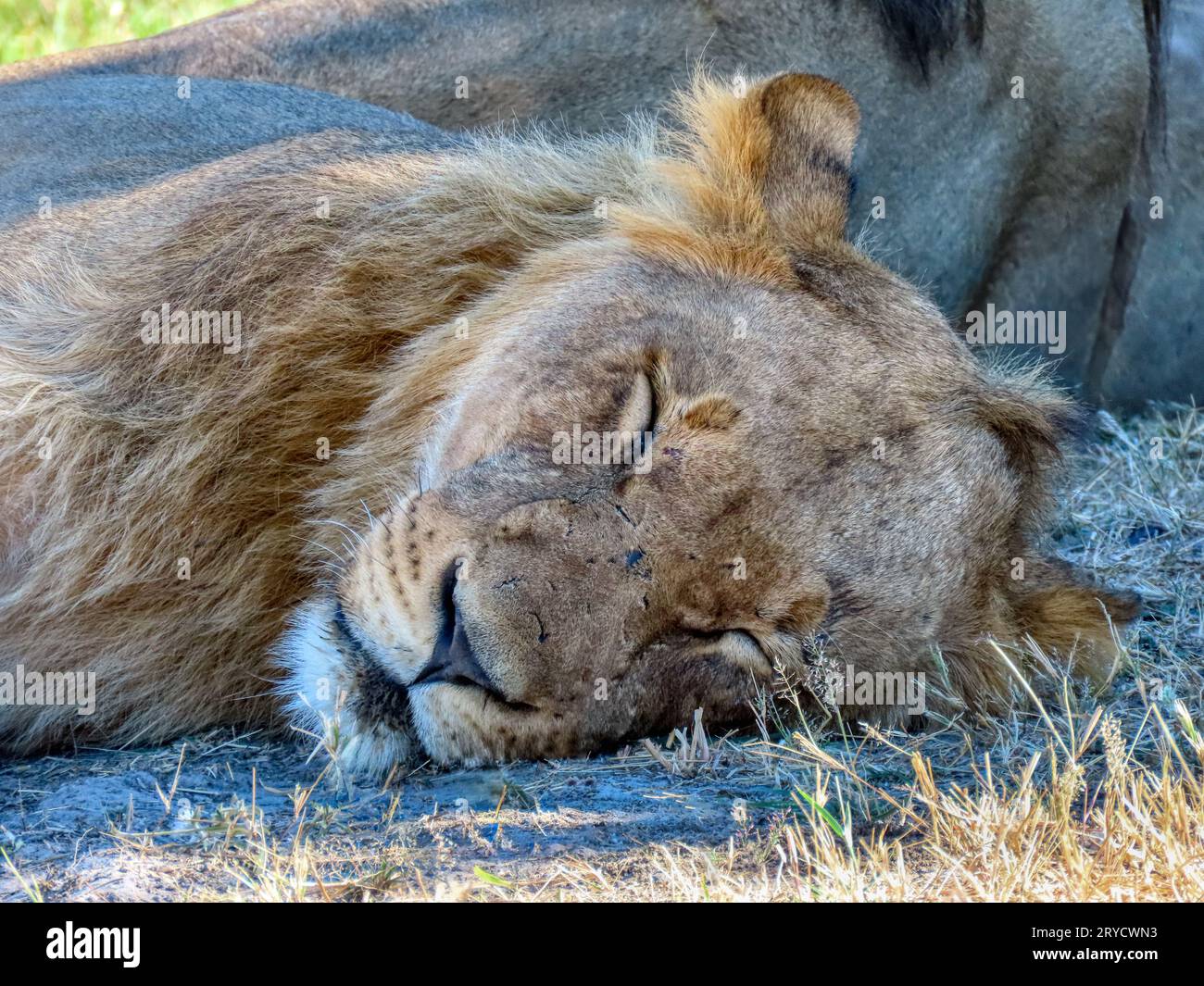 Scratch face hi-res stock photography and images - Alamy