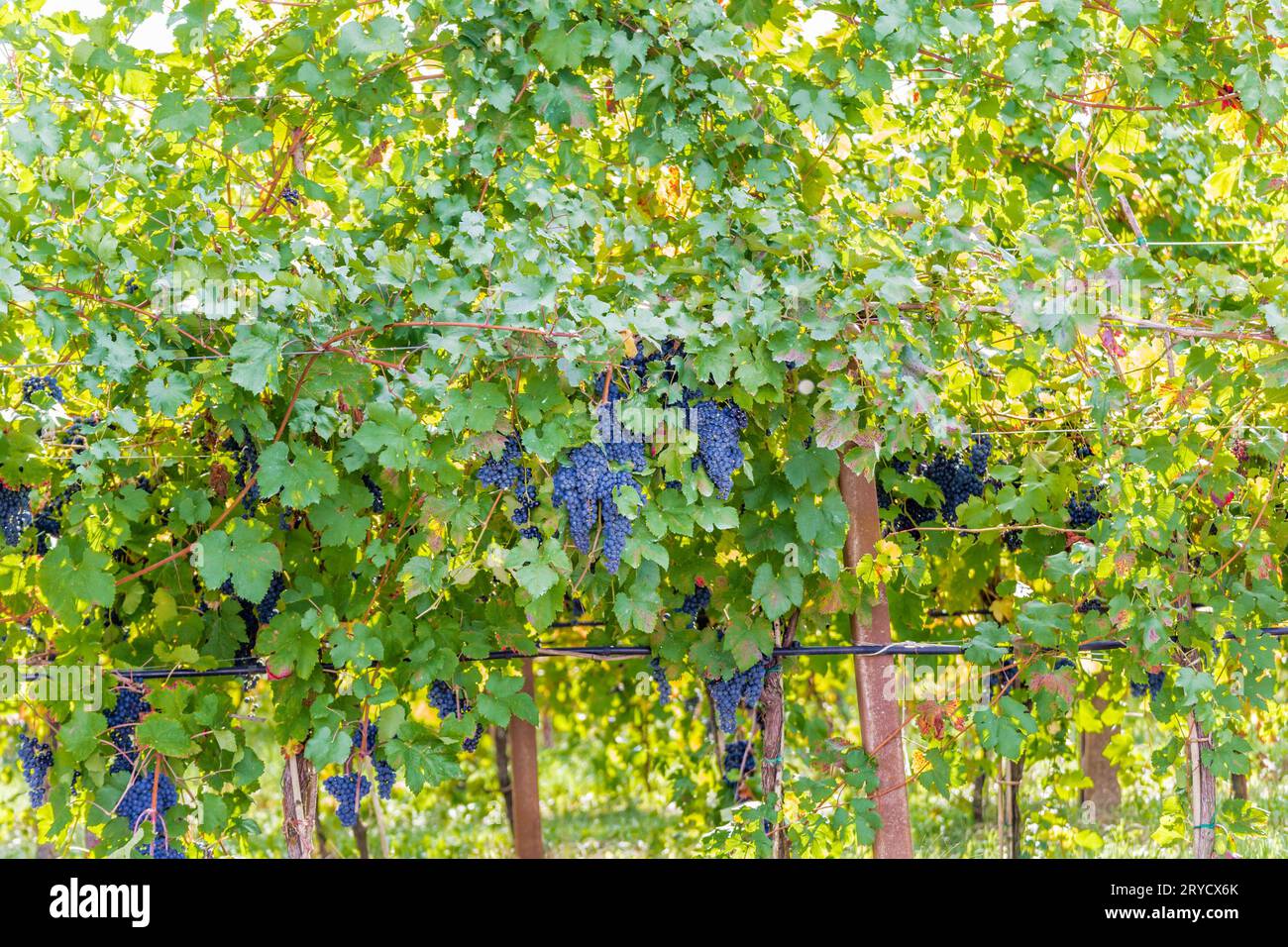 Black leaf vines hi-res stock photography and images - Alamy