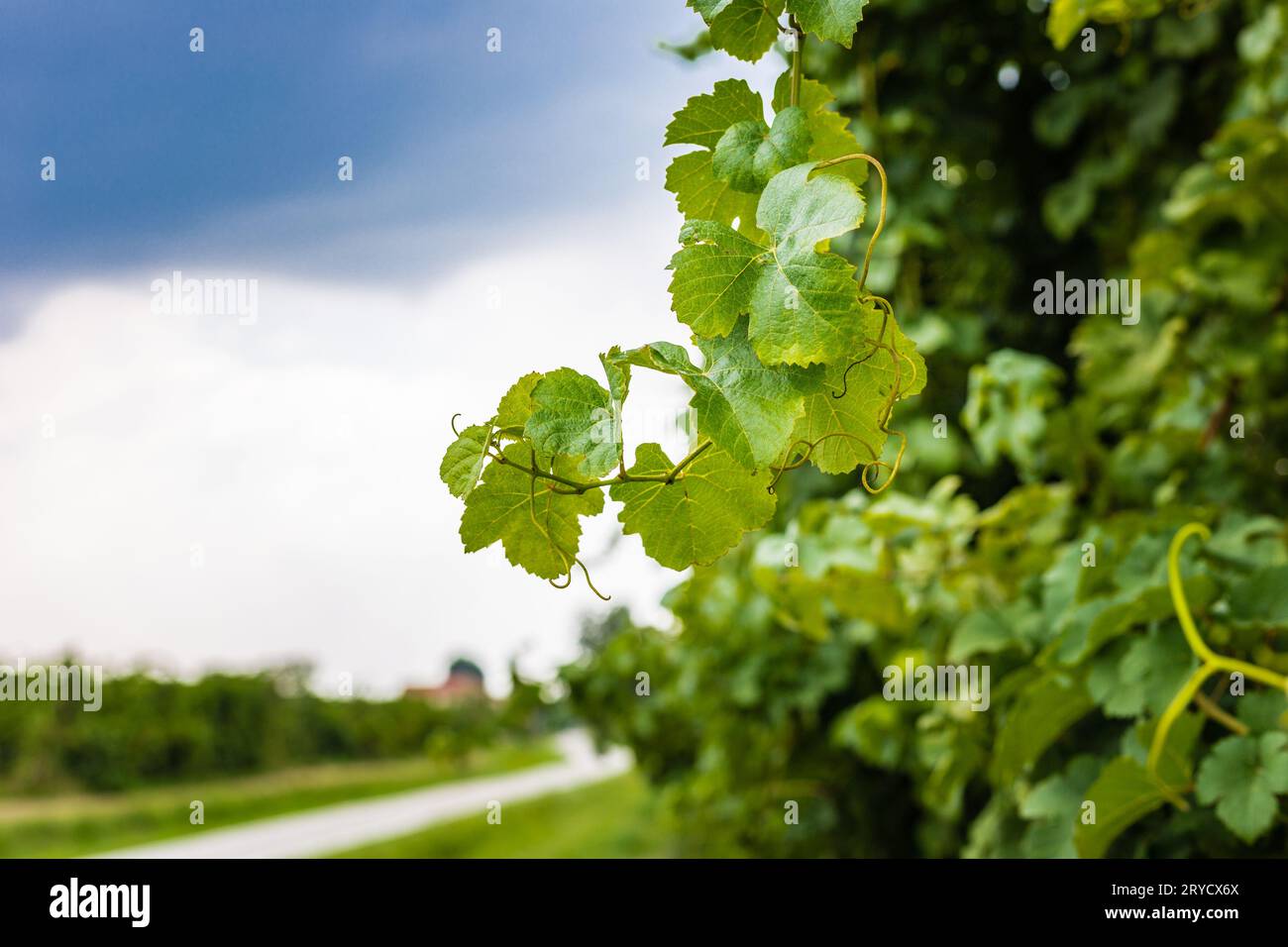 Vine leaves color hi-res stock photography and images - Alamy