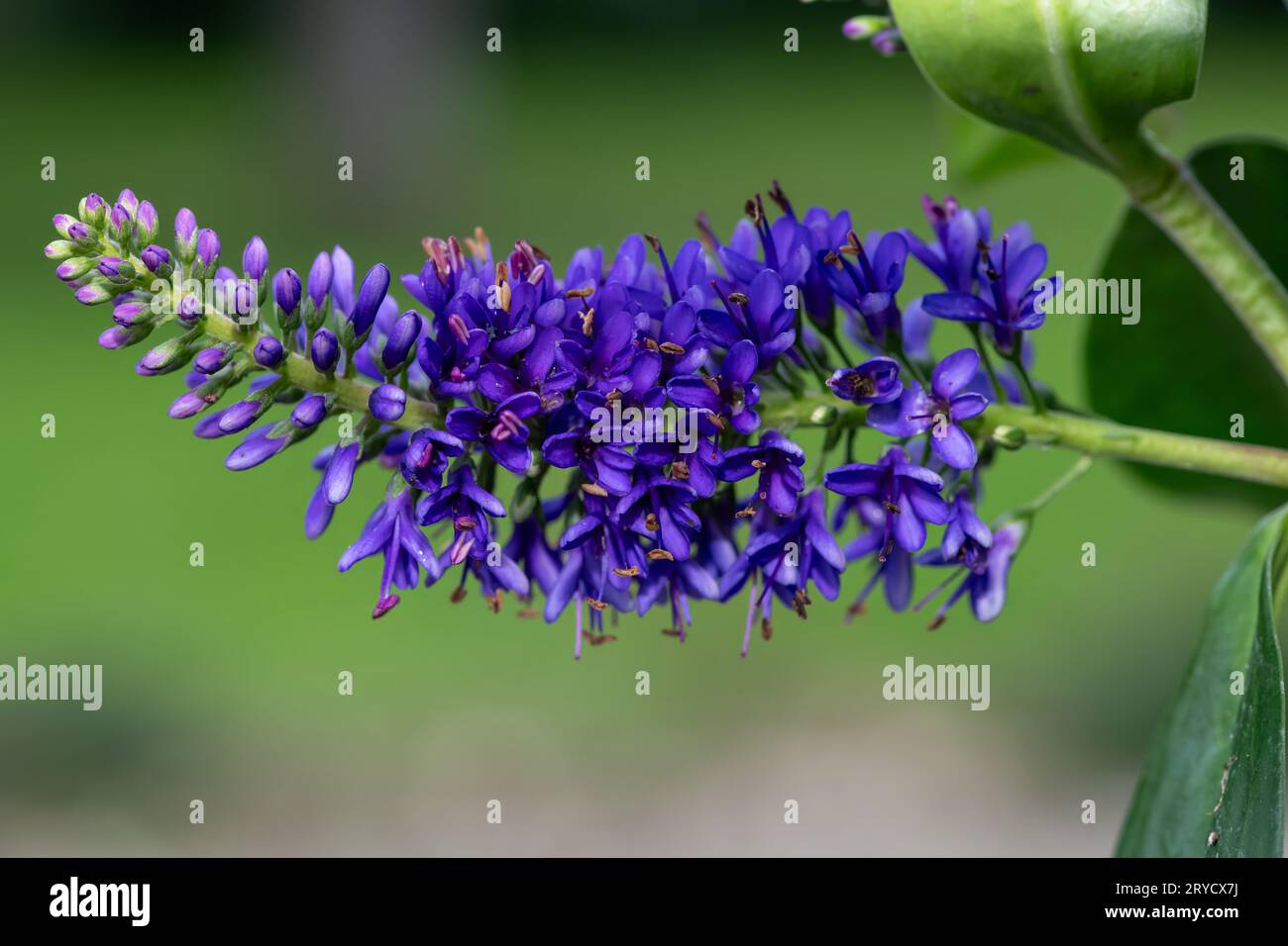 Close up of a purple hebe flower in bloom Stock Photo - Alamy