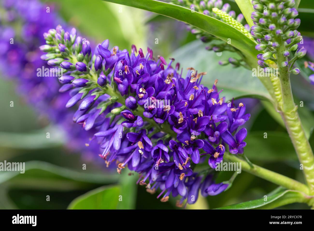 Close up of a purple hebe flower in bloom Stock Photo - Alamy