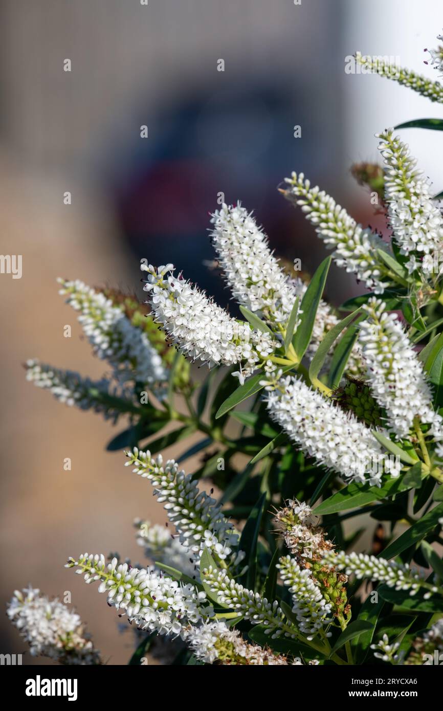 Close up of white hebe flowers in bloom Stock Photo - Alamy