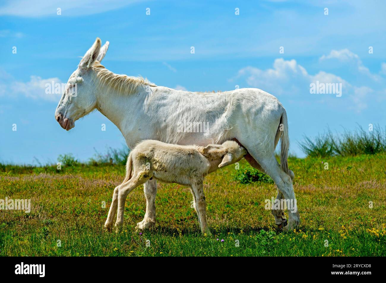Donkey foal sucking on the mare's udder, Austro-Hungarian white baroque ...