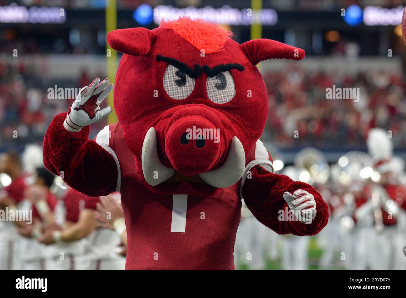 Razorbacks mascot hi-res stock photography and images - Alamy
