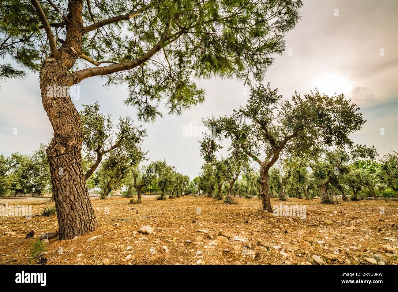 Puglia trees hi-res stock photography and images - Alamy