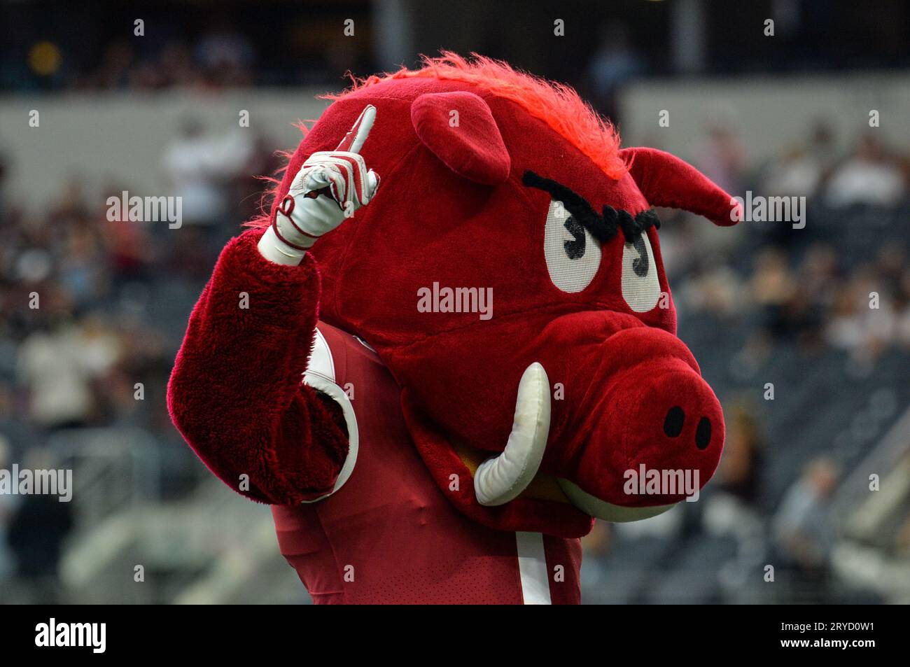 Razorbacks mascot hi-res stock photography and images - Alamy