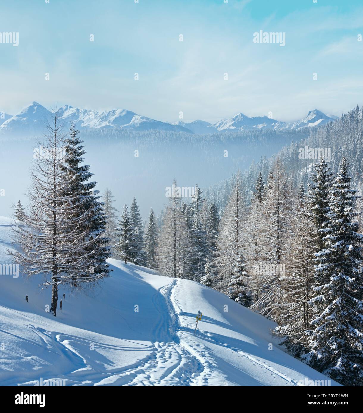 Morning winter misty mountain landscape with fir forest on slope Stock ...