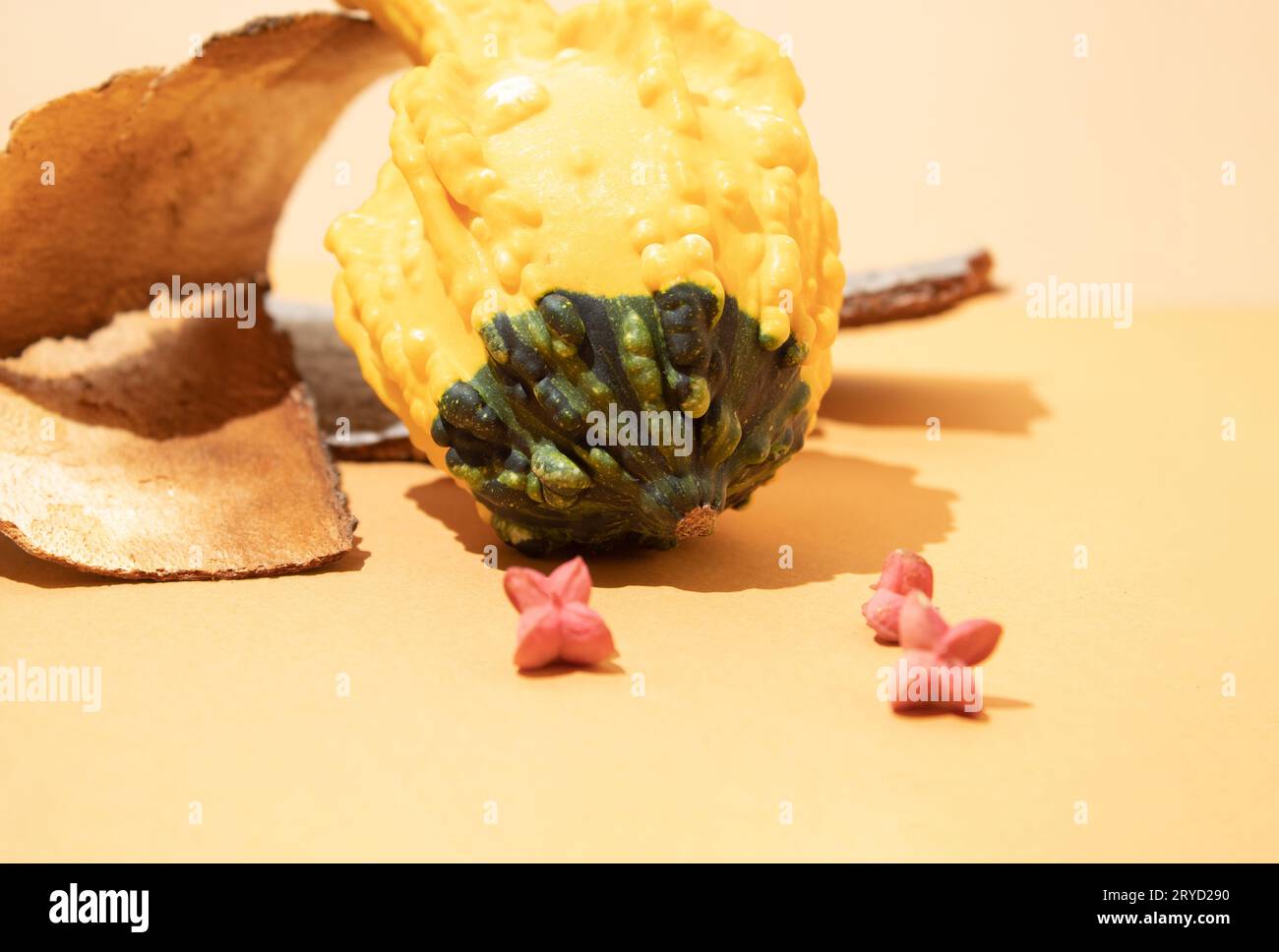 Creative autumnal composition with squash and tree bark. Minimal still ...