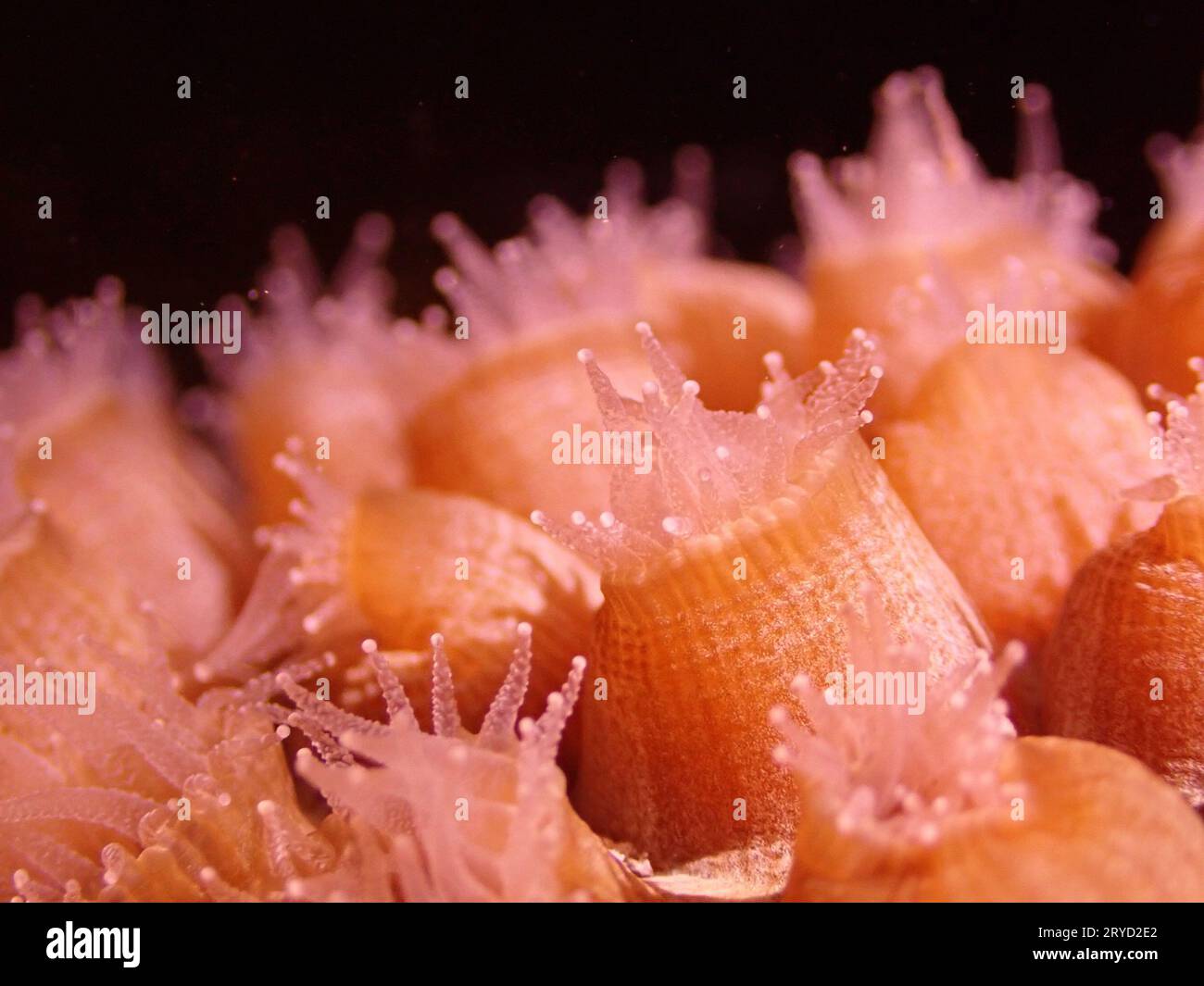 Polipos de coral hi-res stock photography and images - Alamy