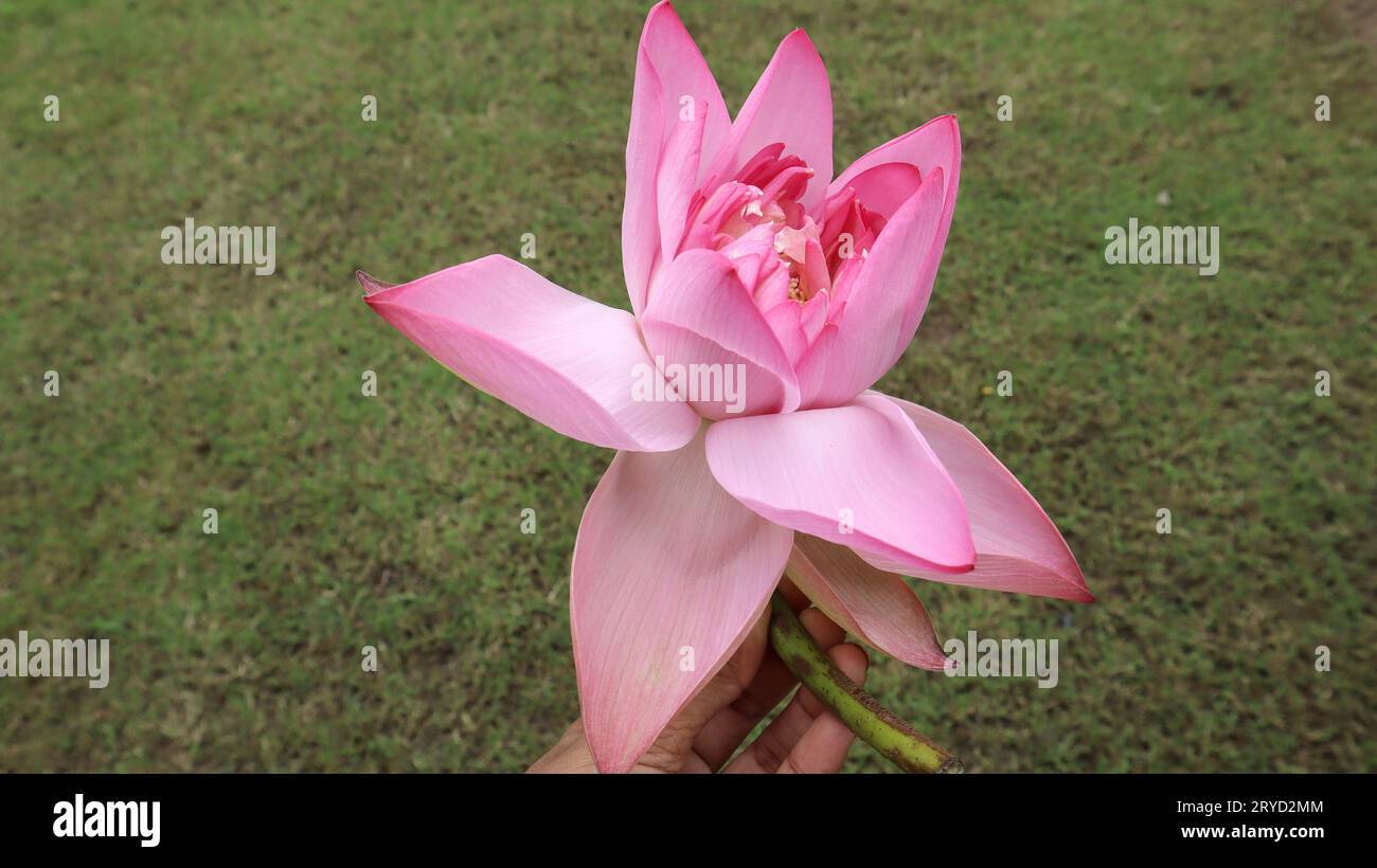 Lotus kamal hi-res stock photography and images - Alamy