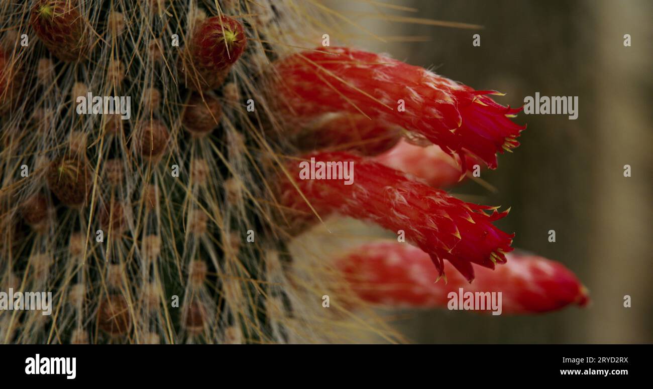 The Silver Torch, also known as the Wooly Torch columnar cactus with ...