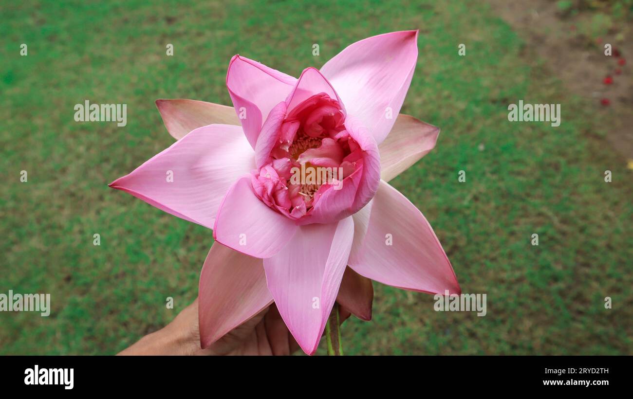 Fresh big Blooming Light pink Lotus with green background. Kamal ka ...