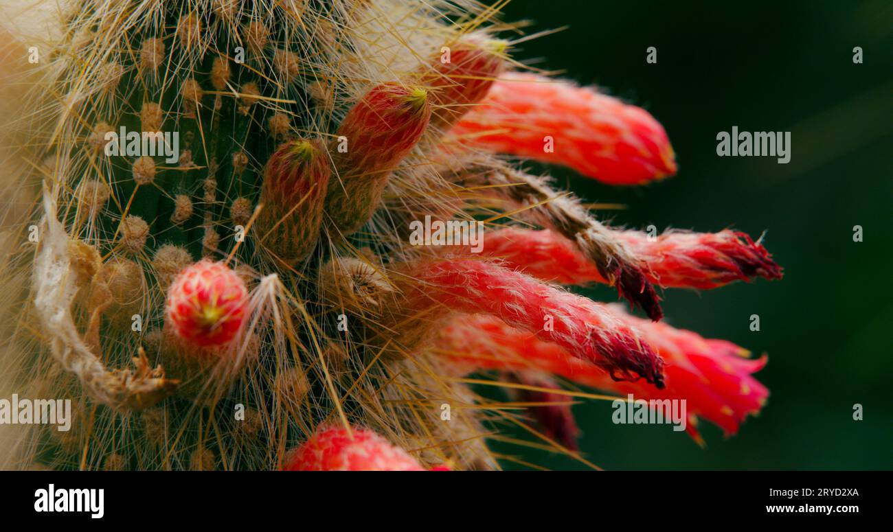 Portrait of the silver torch, a columnar cactus with its unusual and ...