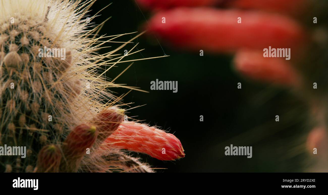 Macro composition of the silver torch, a columnar cactus, with its ...