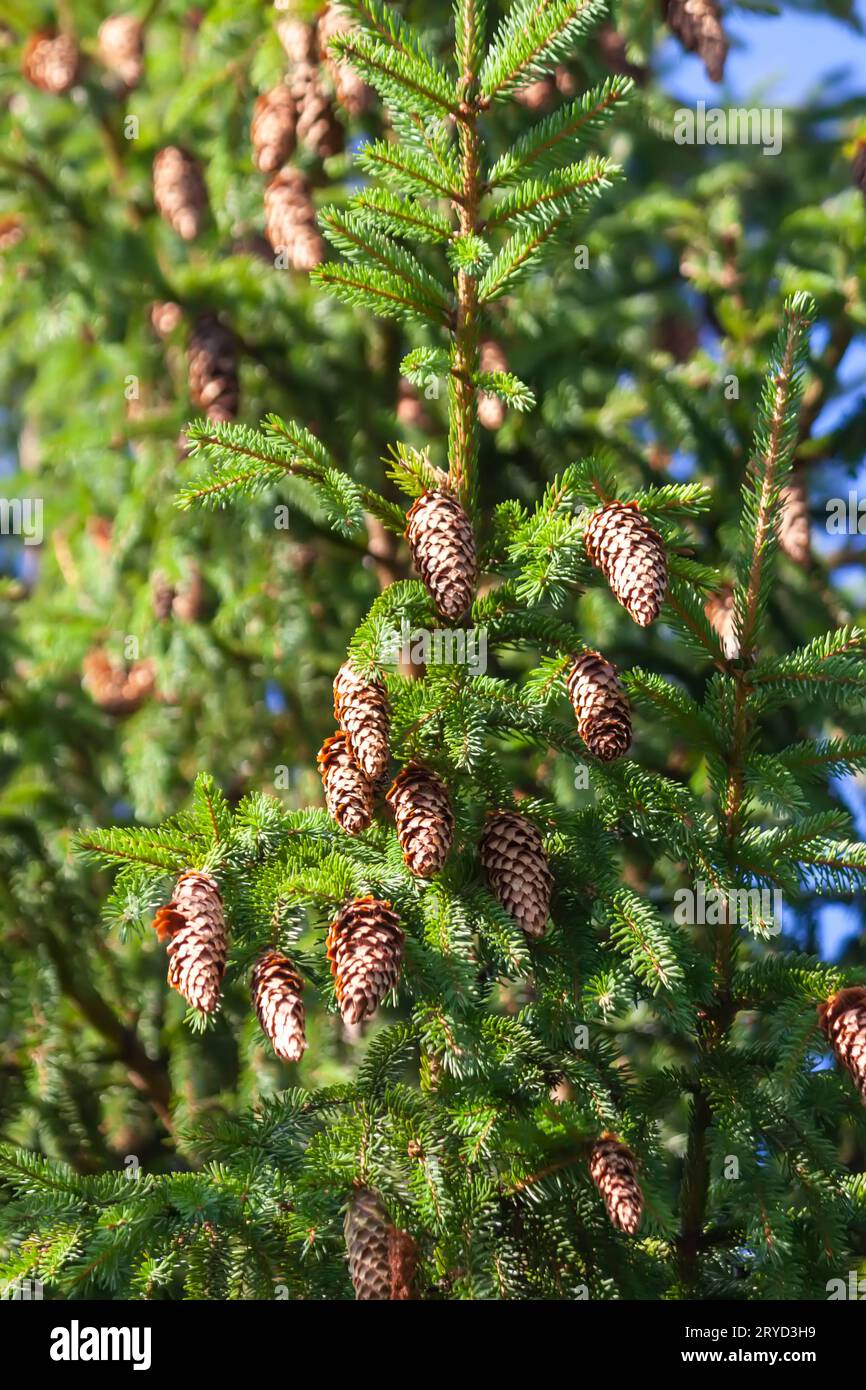 Fir-trees with a lot of cones in a forest. Wild nature in countryside ...