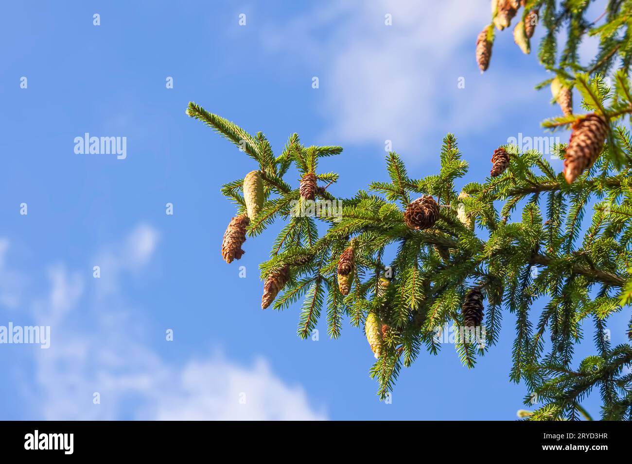 Fir-trees with a lot of cones in a forest. Wild nature in countryside ...