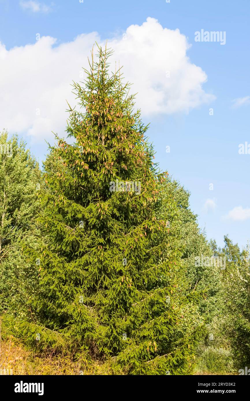 Fir-trees in a forest. Wild nature in countryside at summer. Evergreen ...