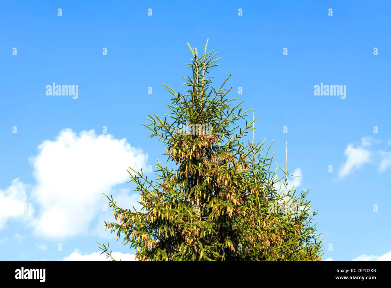 Fir-trees with a lot of cones in a forest. Wild nature in countryside ...