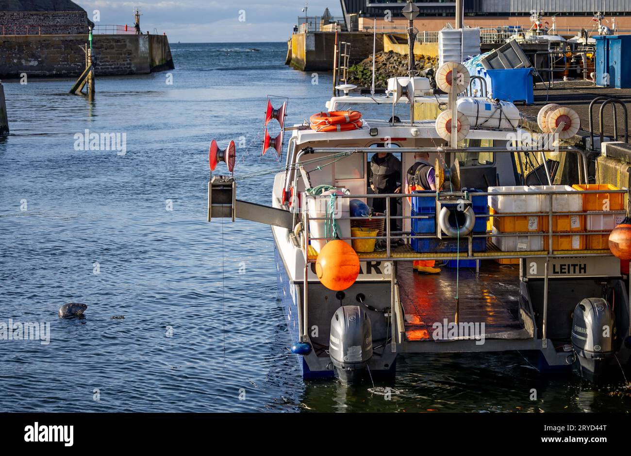 Seal in Eyemouth Harbour looking at fishing trawler moored in the ...