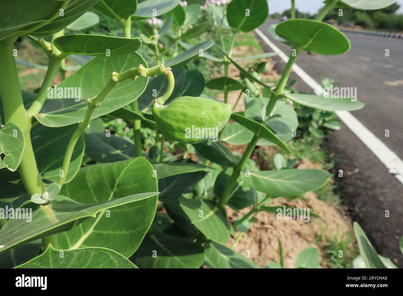Indian milkweed hi-res stock photography and images - Alamy