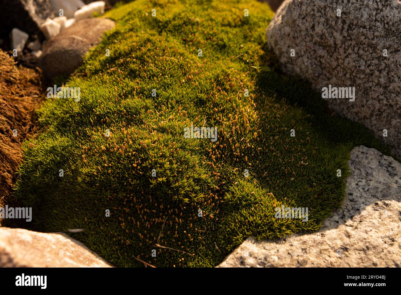 Moss among rocks hi-res stock photography and images - Alamy
