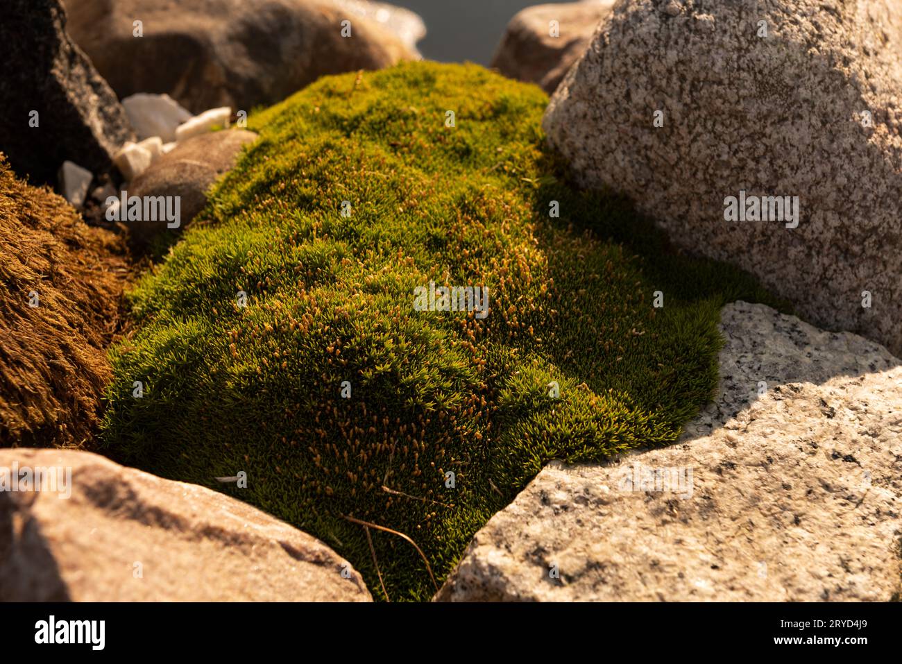 Moss among rocks hi-res stock photography and images - Alamy