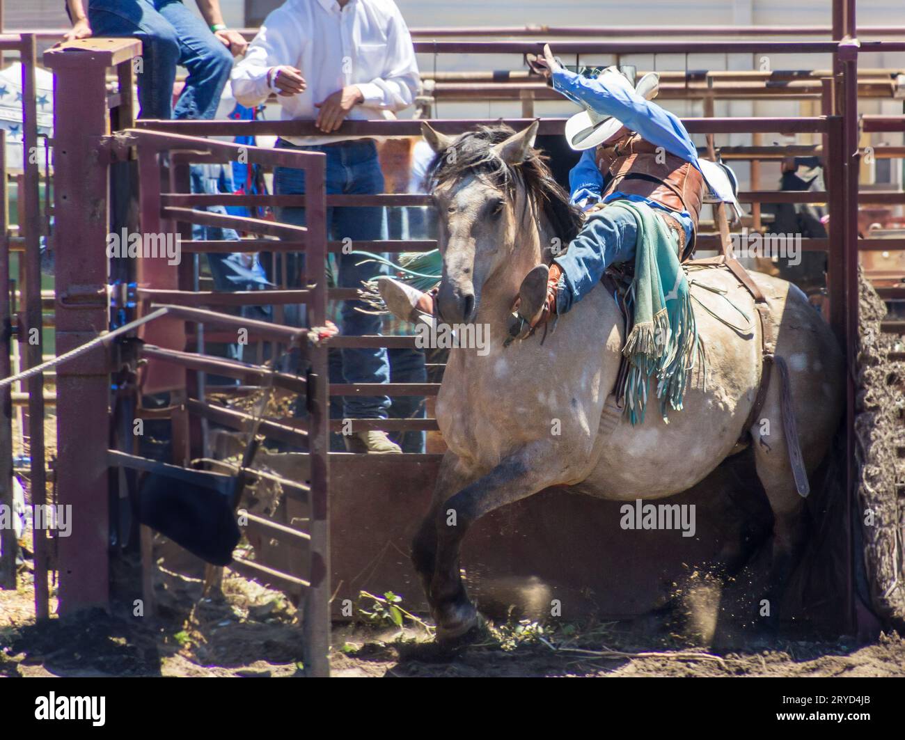 A cowboy is riding a bucking bronco at a rodeo. They are just coming ...