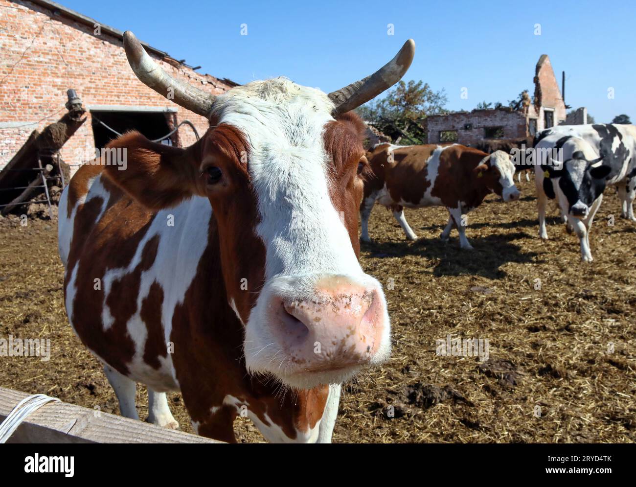 Non Exclusive: LUKASHIVKA, UKRAINE - SEPTEMBER 27, 2023 - Cows are ...