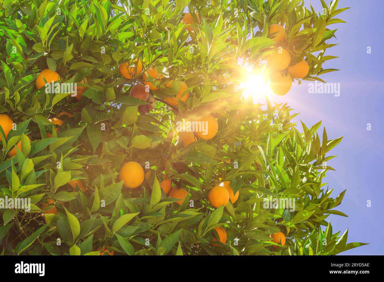 Fruit oranges hi-res stock photography and images - Alamy