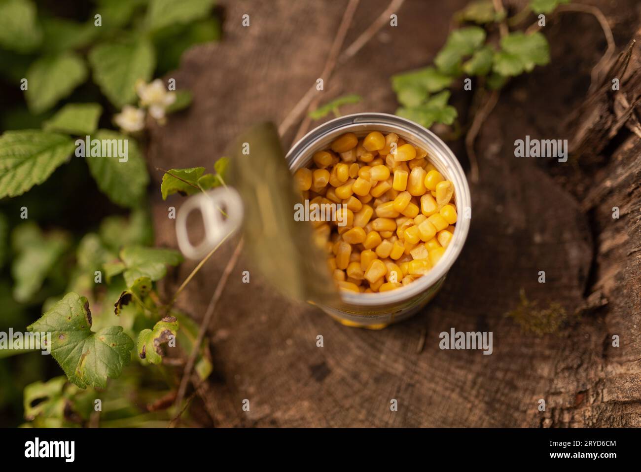 Fishing plants hi-res stock photography and images - Alamy