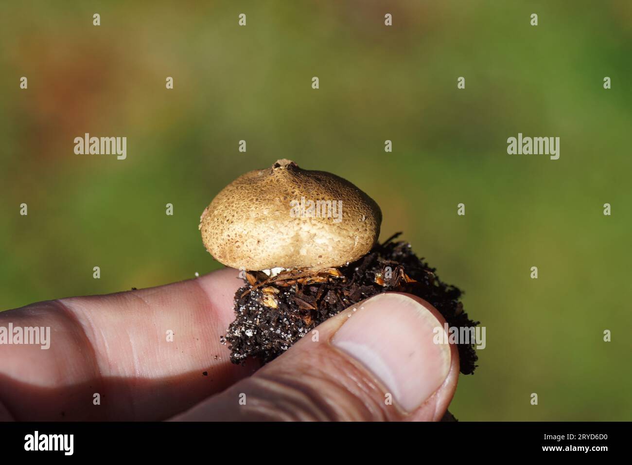 Holding a Leopard Earthball fungus (Scleroderma areolatum), a ...