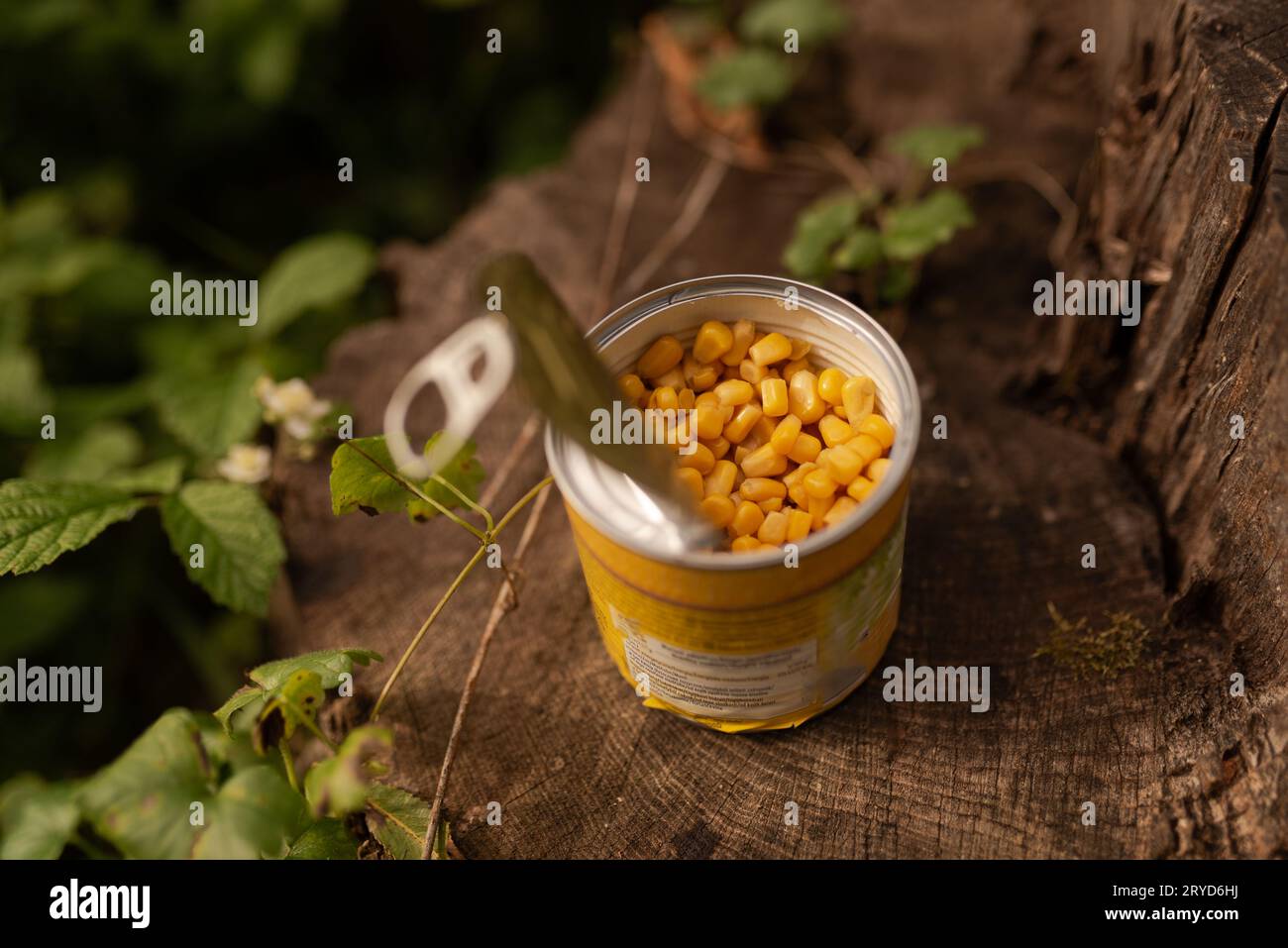 Corn fishing hi-res stock photography and images - Alamy