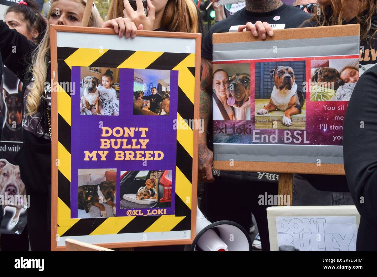 American bully xl dangerous hi-res stock photography and images - Alamy