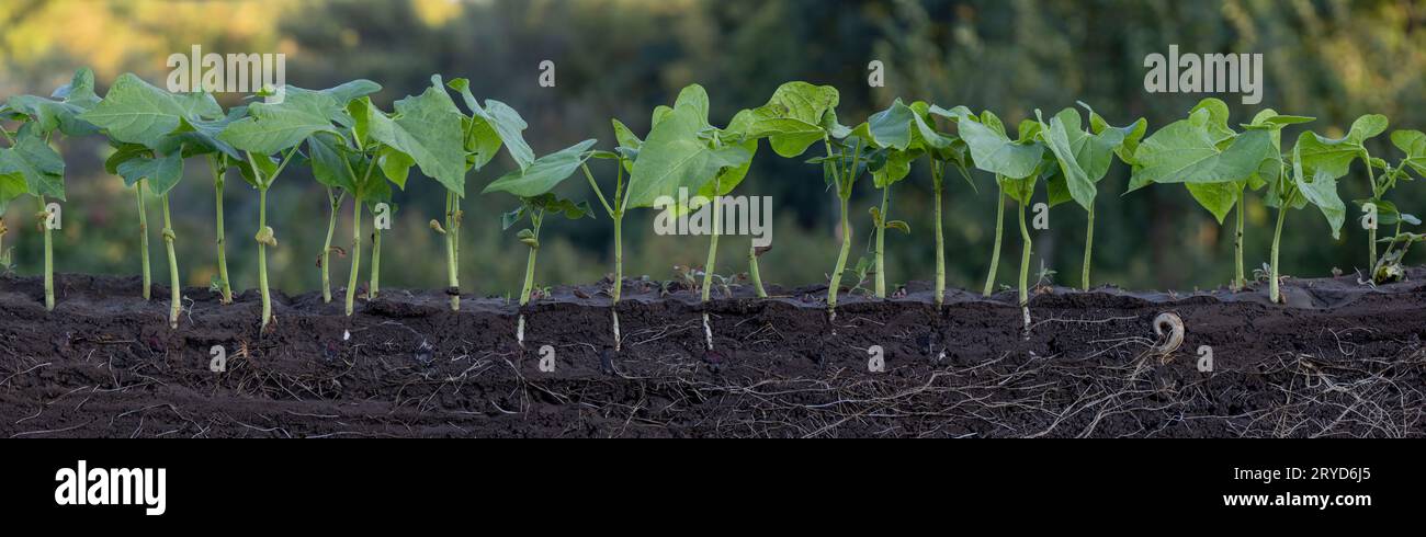 Young shoots of beans in the soil with roots. Blurred background Stock ...