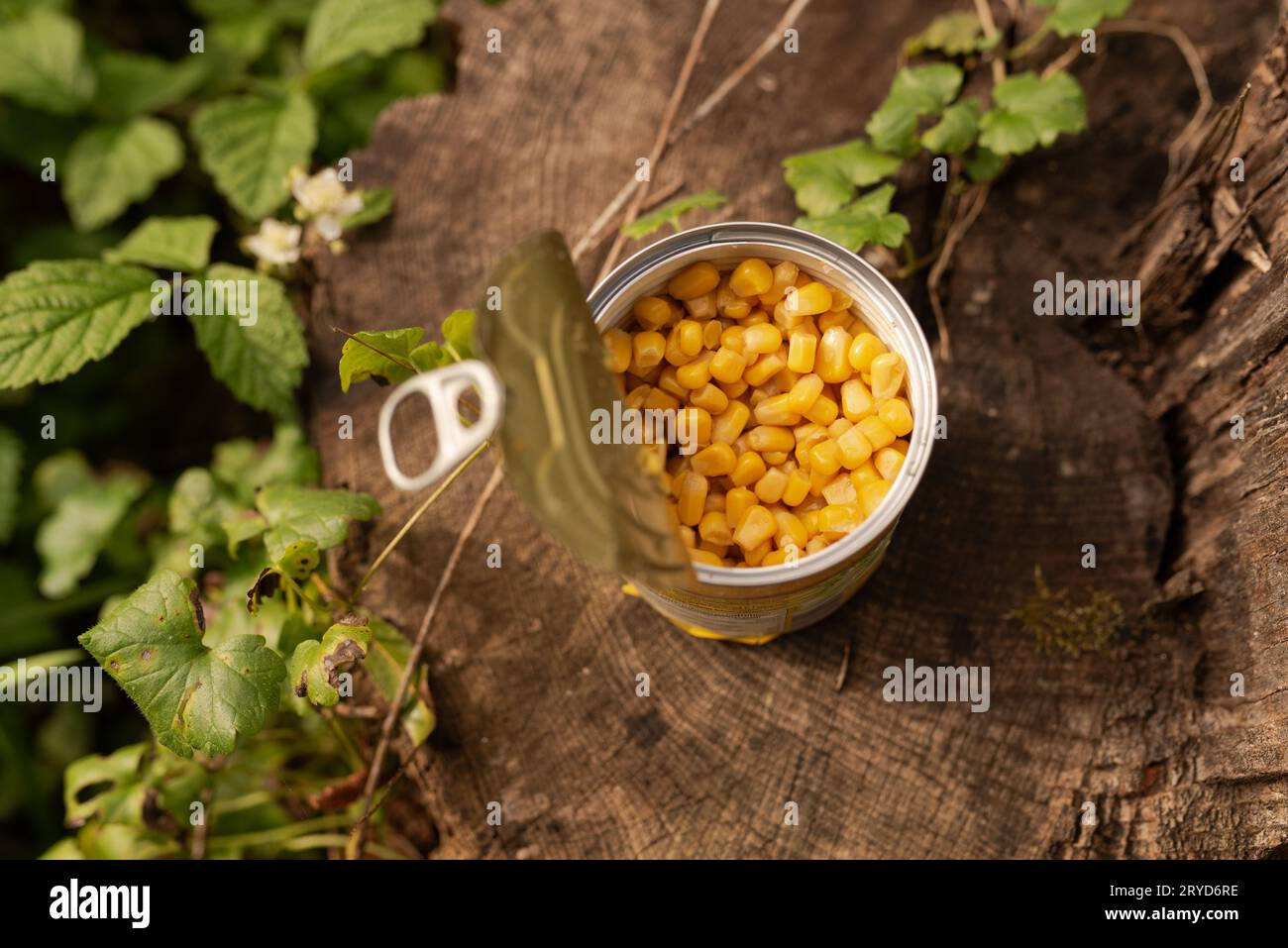 Corn fishing hi-res stock photography and images - Alamy