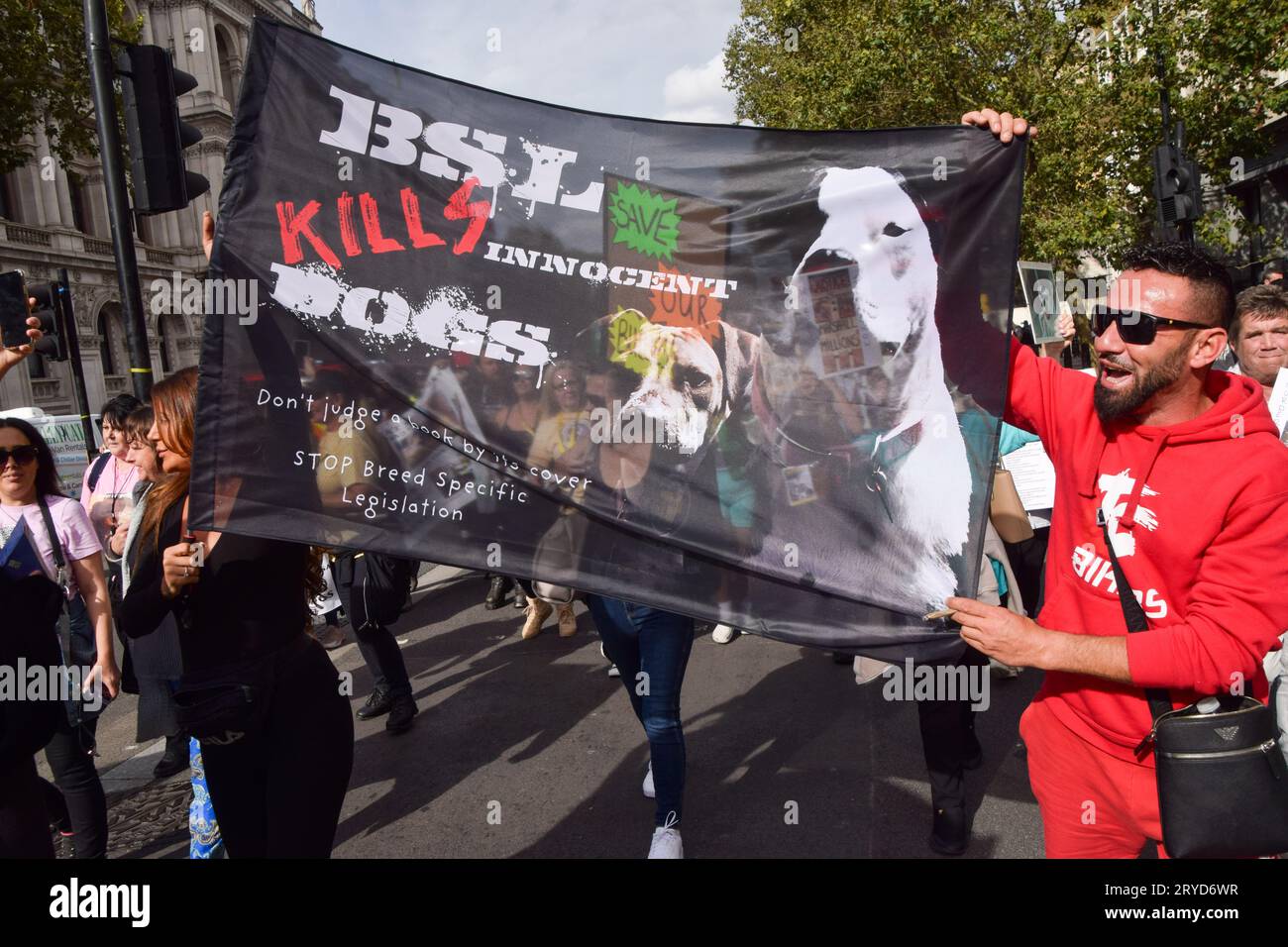 Xl bully breed hi-res stock photography and images - Alamy