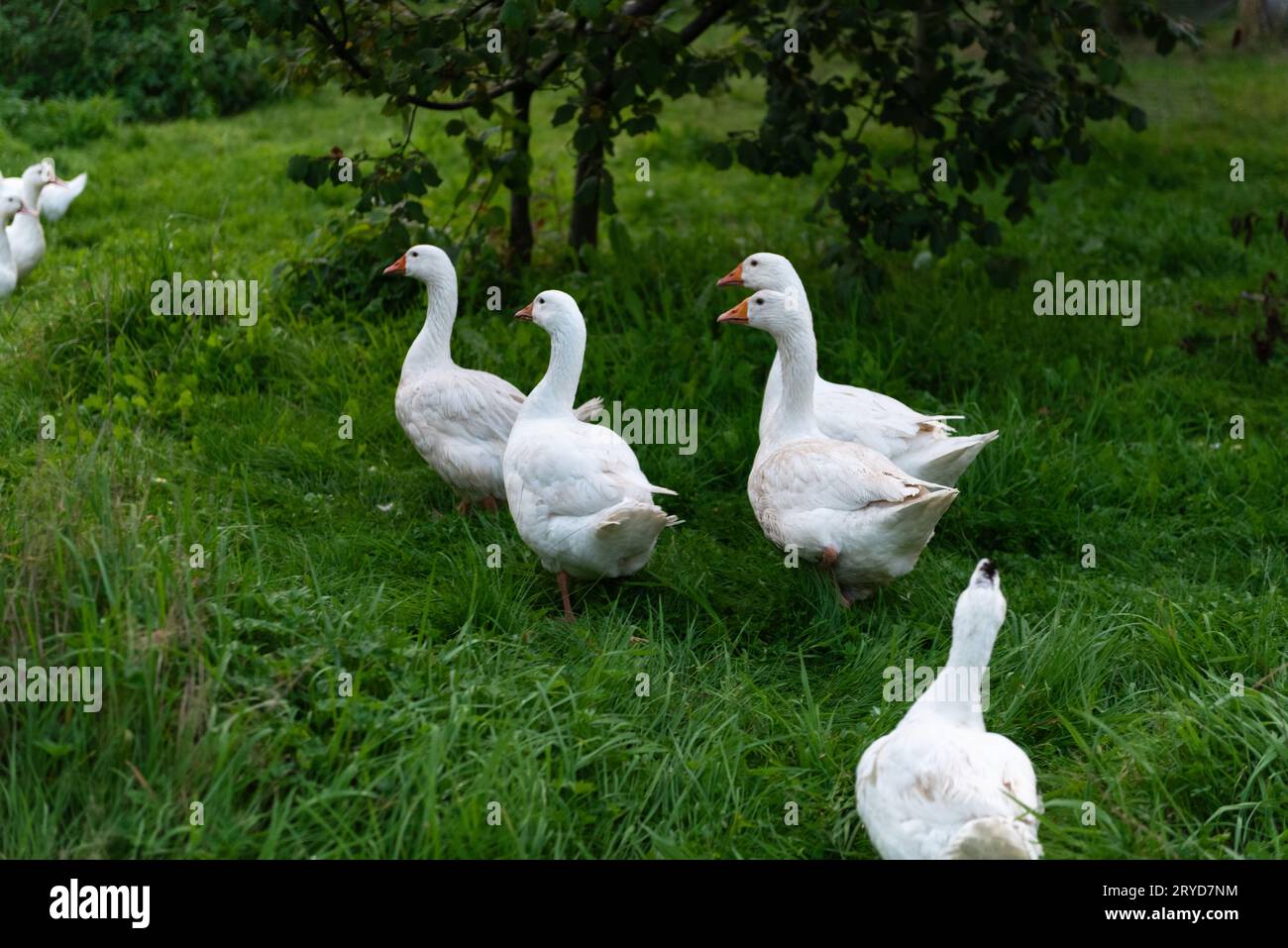 White geese on green grass in the summer garden. Farm animals Stock ...