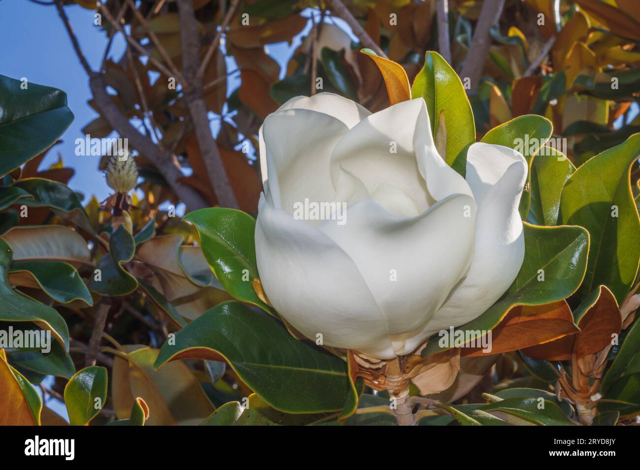 Flower of turkish magnolia Stock Photo - Alamy