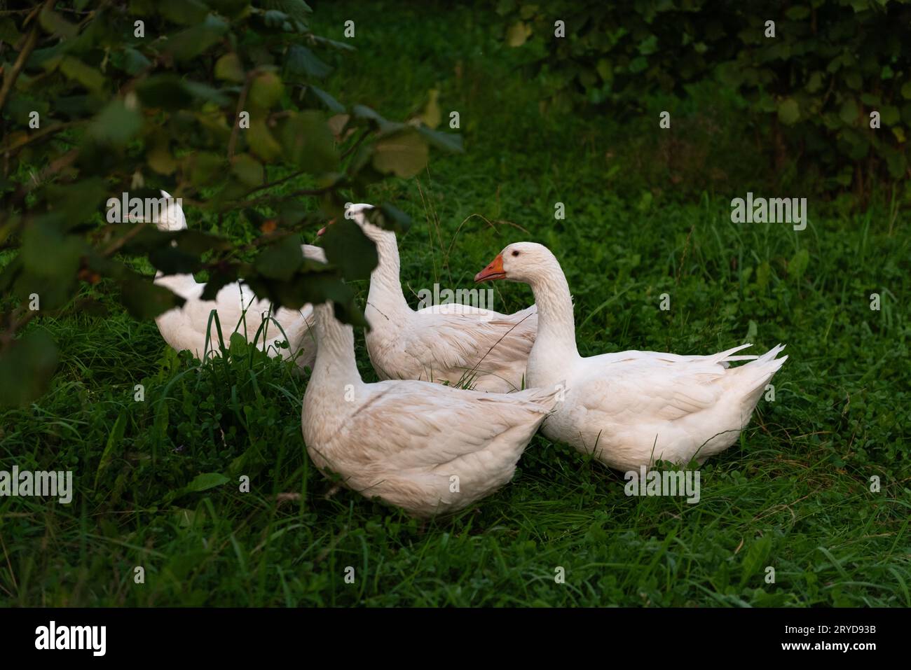 White geese on green grass in the summer garden. Farm animals Stock ...