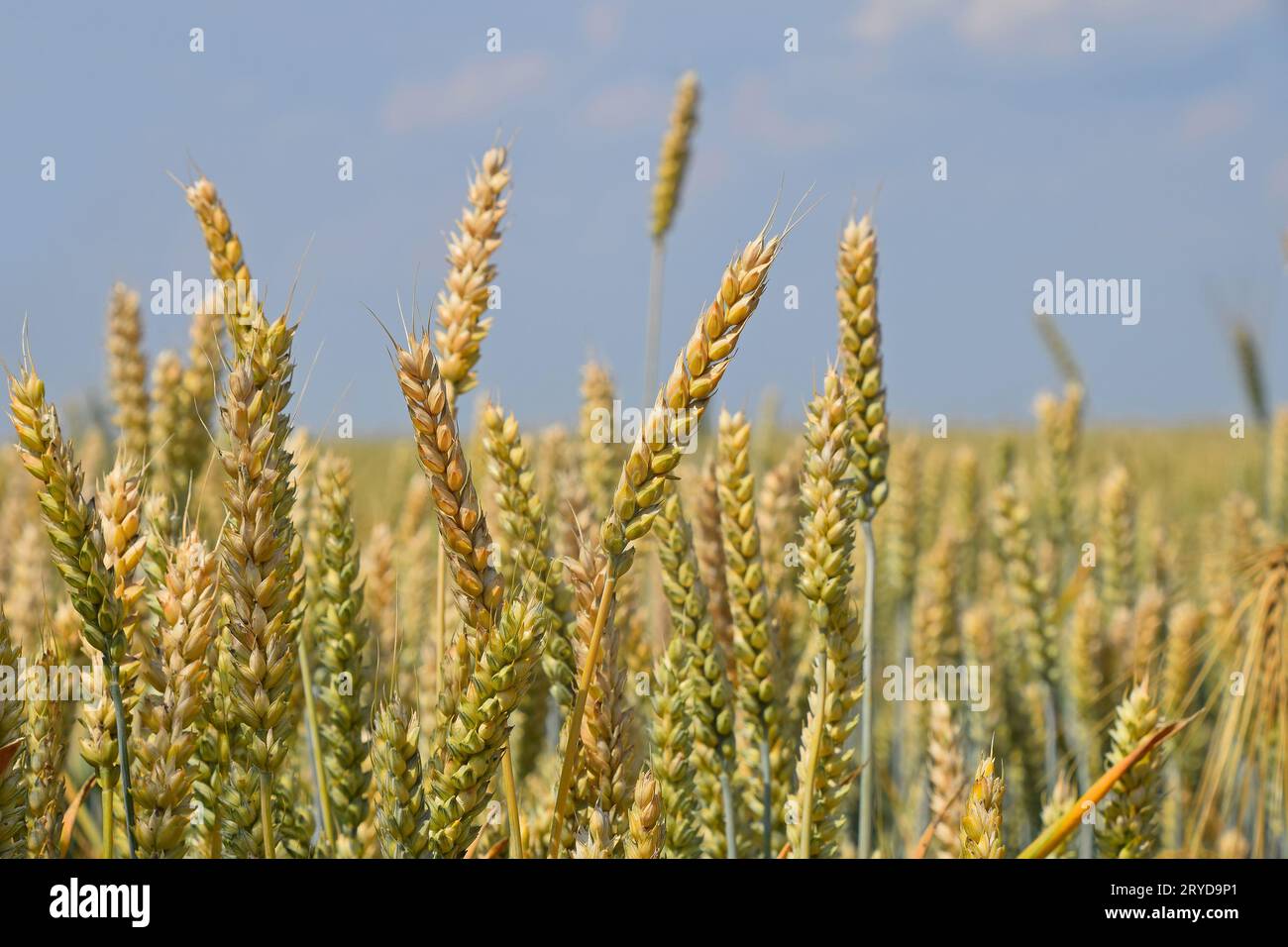 Close up view wheat hi-res stock photography and images - Alamy