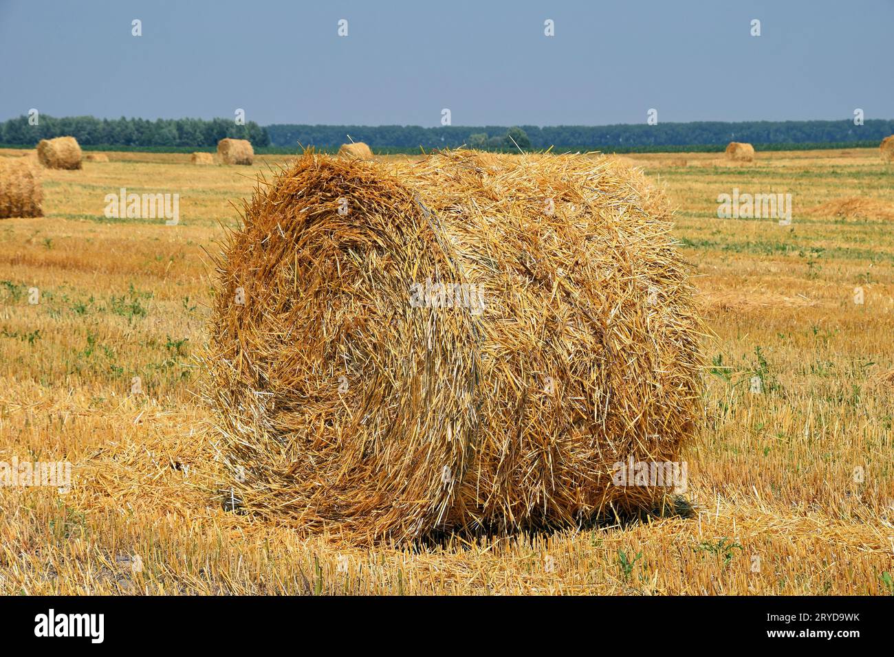 Stubble closeup hi-res stock photography and images - Alamy