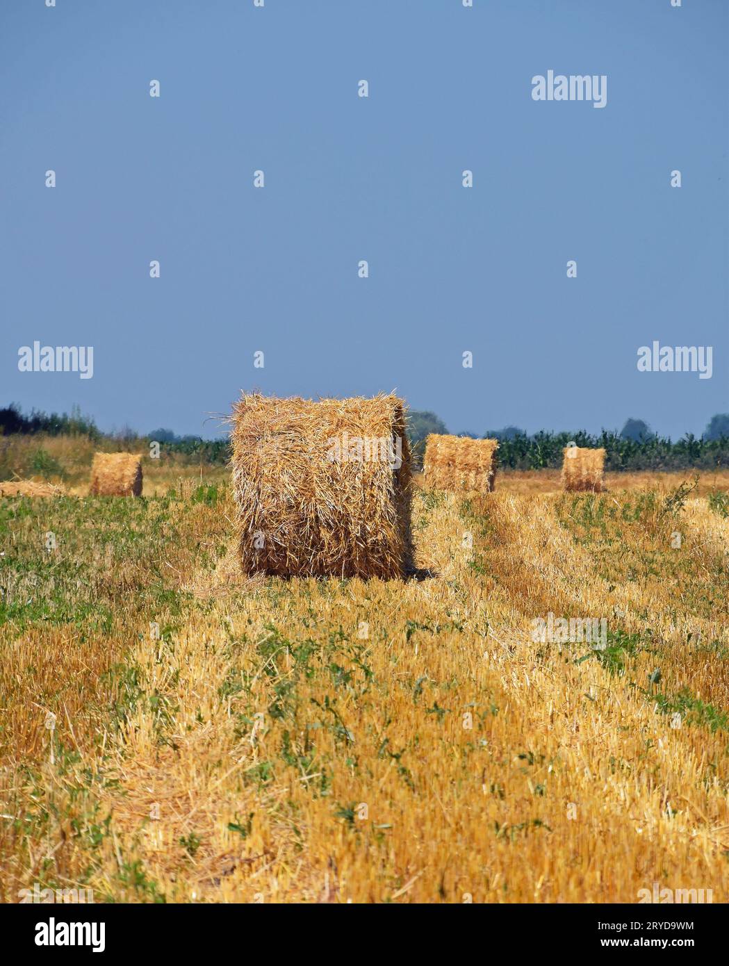 Bale of straw in stubble field after harvesting Stock Photo - Alamy