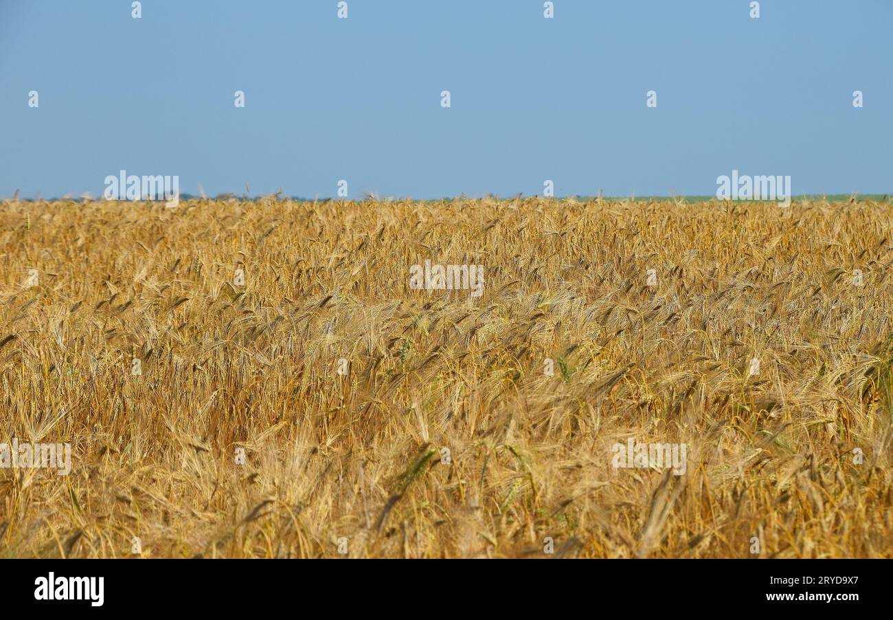 Wheat field under wind hi-res stock photography and images - Alamy
