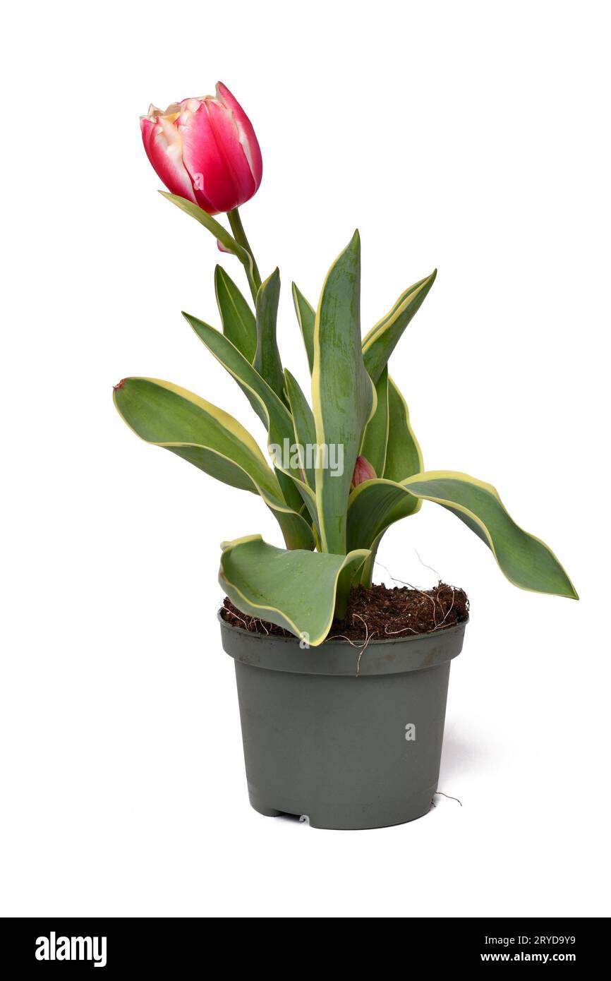 Potted pink 'Tulipa Red Sparks Toplips' tulip with white tips on white ...