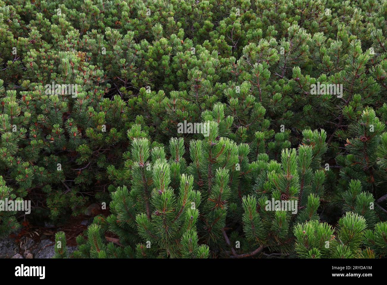 Mountain pine trees forest Stock Photo - Alamy