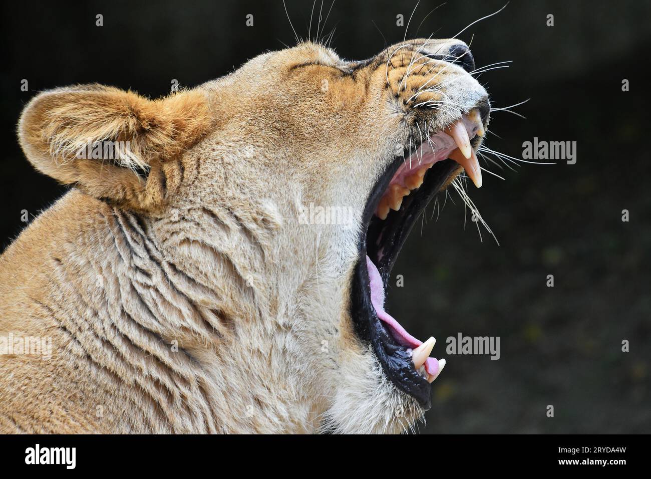 Side view portrait female lion hi-res stock photography and images - Alamy