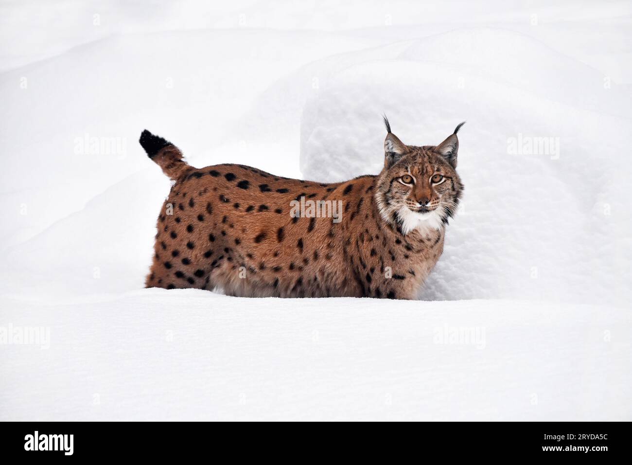 Eurasian lynx in deep hi-res stock photography and images - Alamy