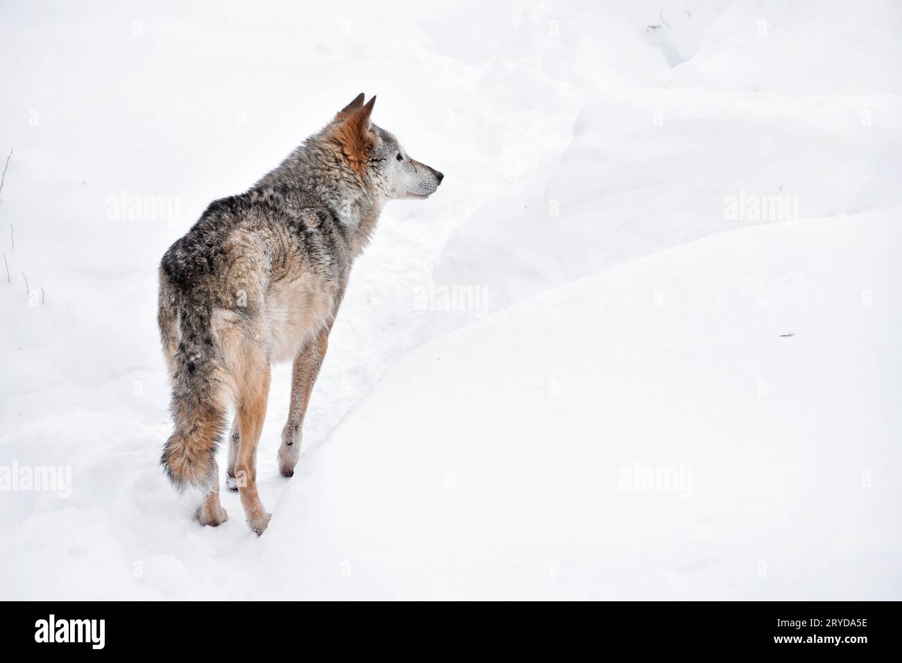 Grey wolf standing hi-res stock photography and images - Alamy