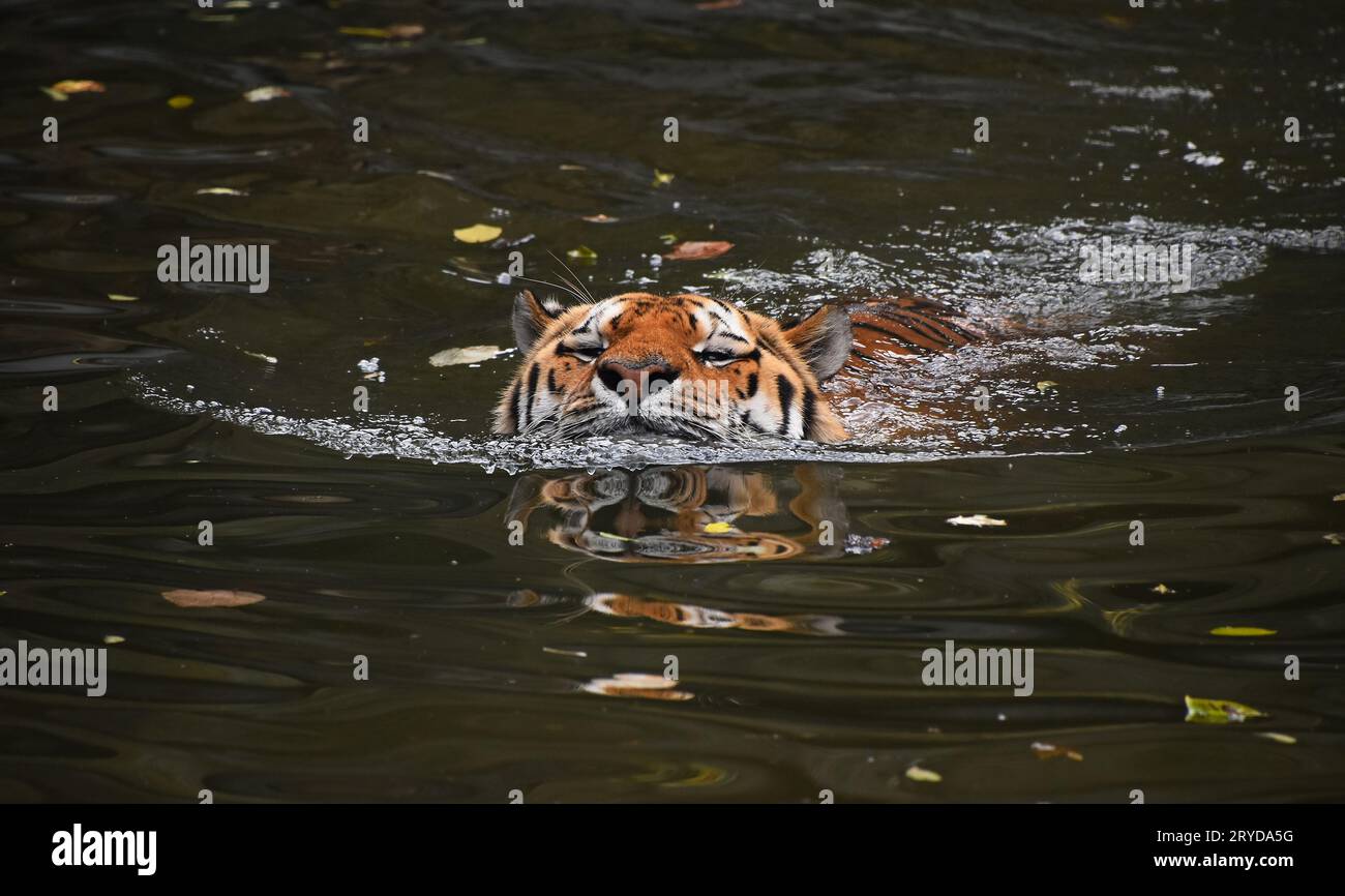 Siberian Amur tiger swimming in water Stock Photo - Alamy