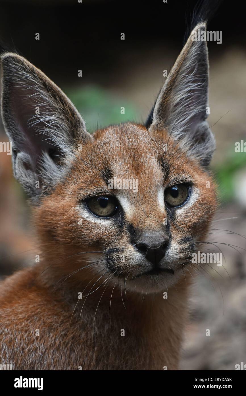 Newborn Caracal